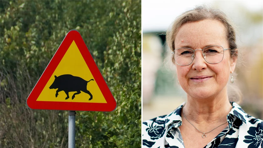 Svinpesten är en ekonomisk katastrof - Gröna